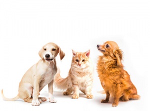 Funeraria de Mascotas ️ Servicios Funerarios para Mascotas